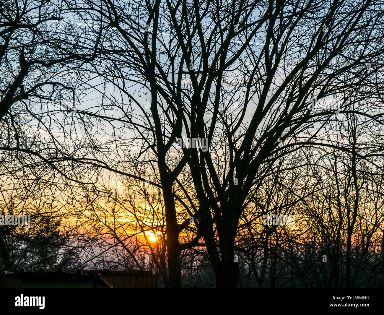 Sunset seen through the trees Stock Photo - Alamy