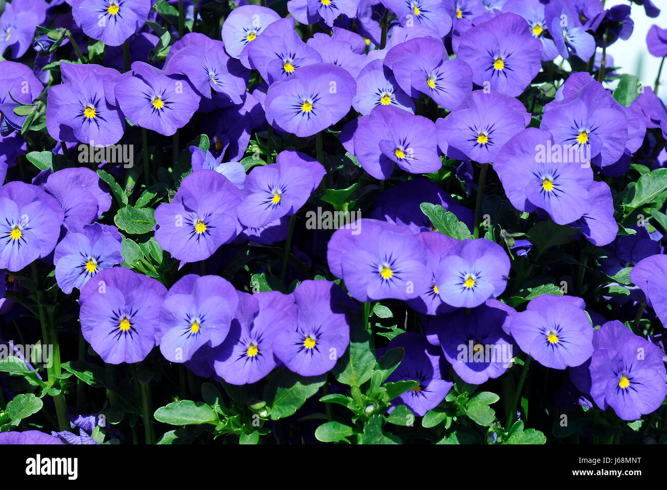Viola comuta hi-res stock photography and images - Alamy