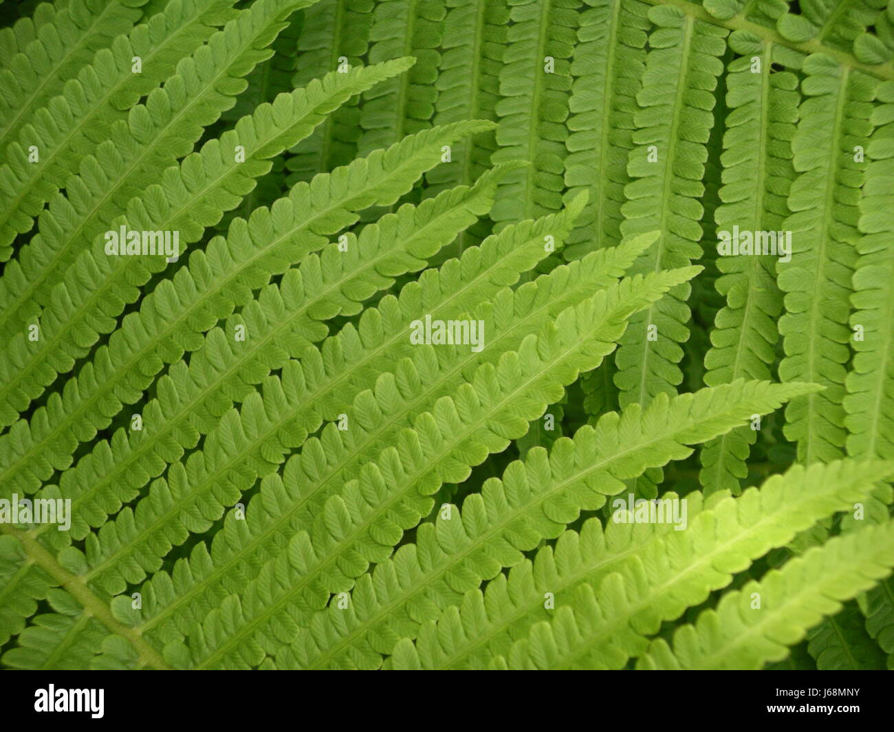 Fern monochrome hi-res stock photography and images - Alamy