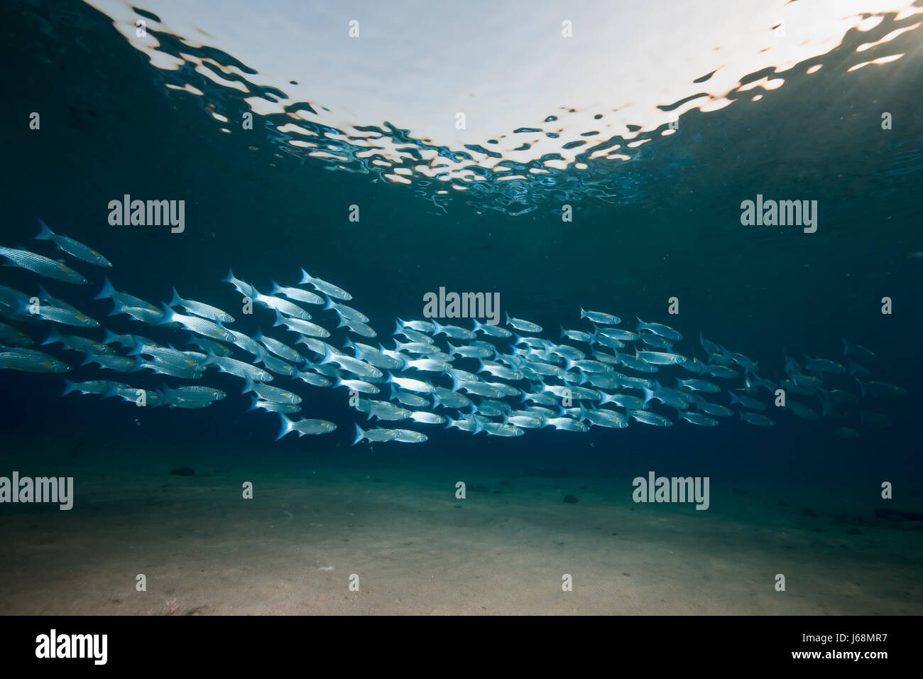 animal fish navy marine aquatic mullet blue animal fish sunlight ...