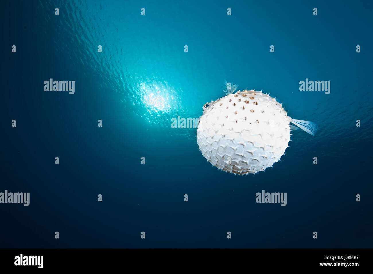 animal fish navy marine aquatic blue animal fish sunlight freshness ...