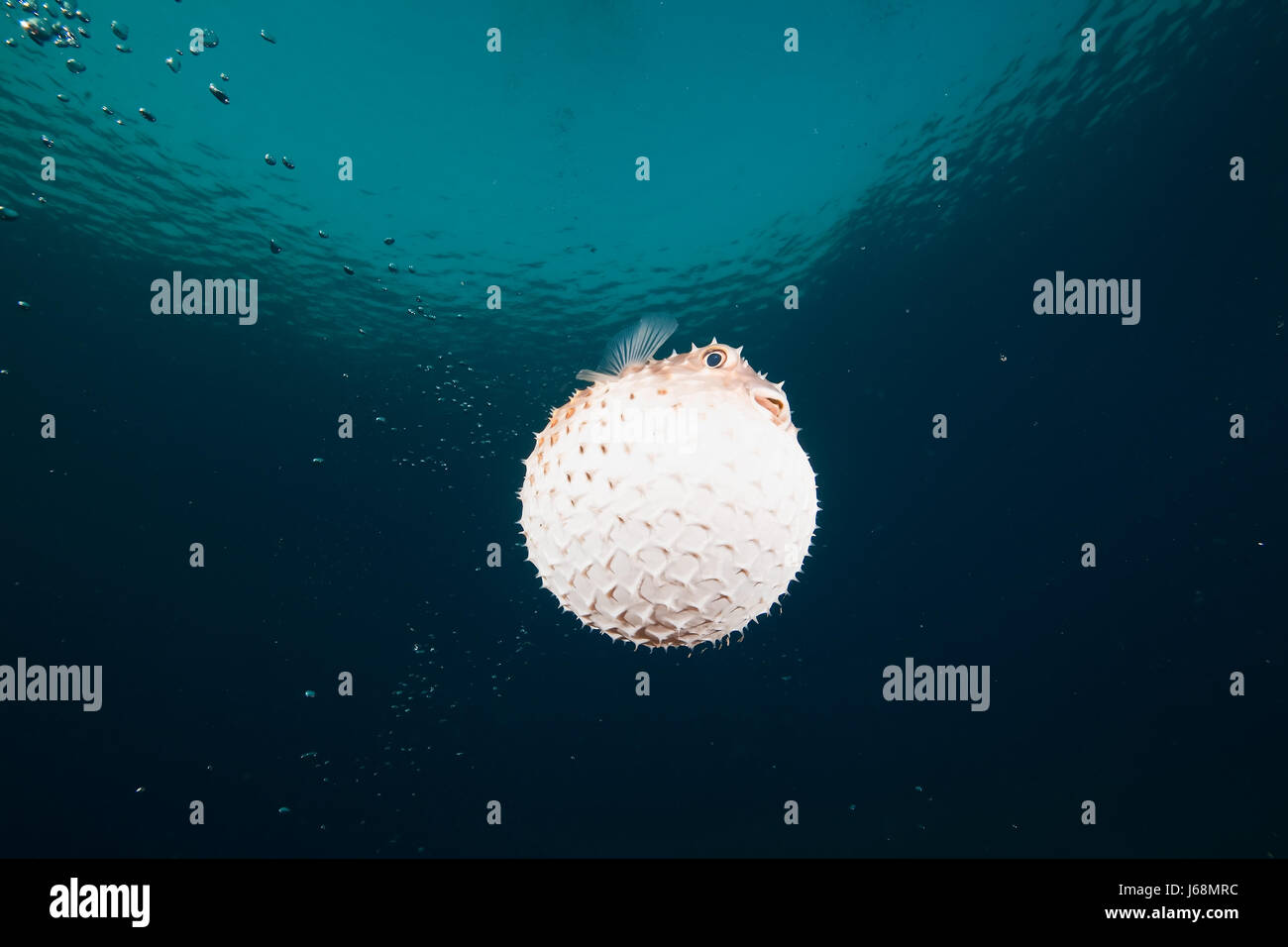 animal fish ray sunbeam rays blue animal fish sunlight freshness ...