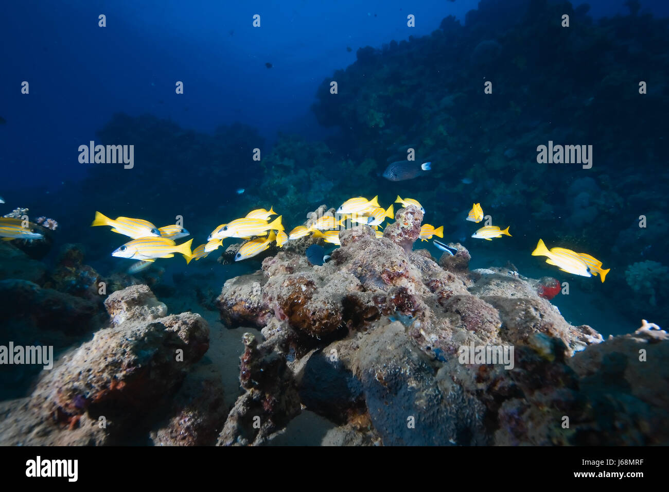 fish blue-striped salt water sea ocean water coral bright blue animal ...