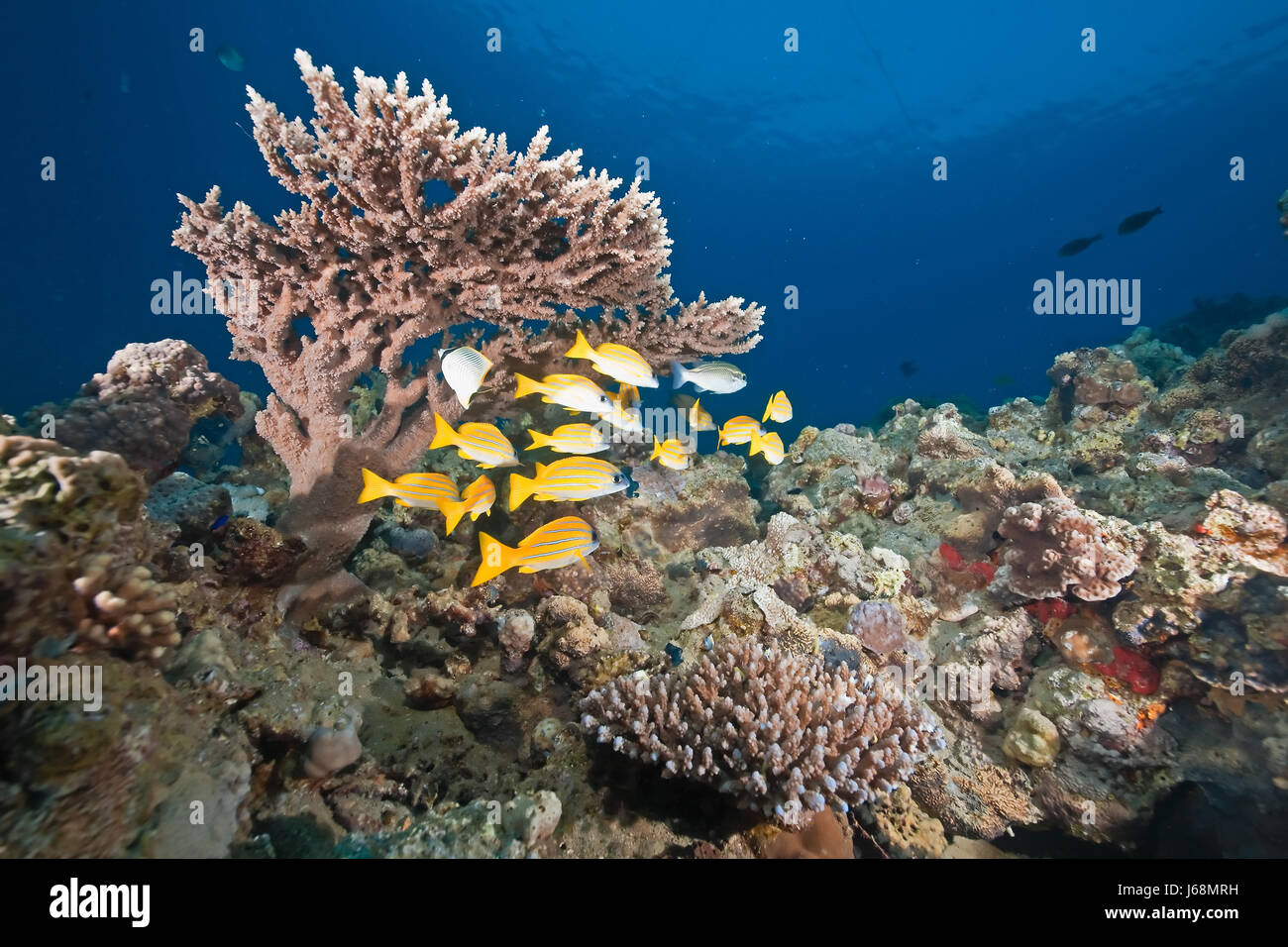 fish blue-striped salt water sea ocean water coral bright blue animal ...