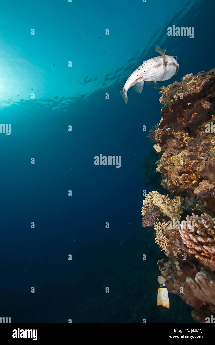 animal fish navy marine diving aquatic blue animal fish sunlight ...