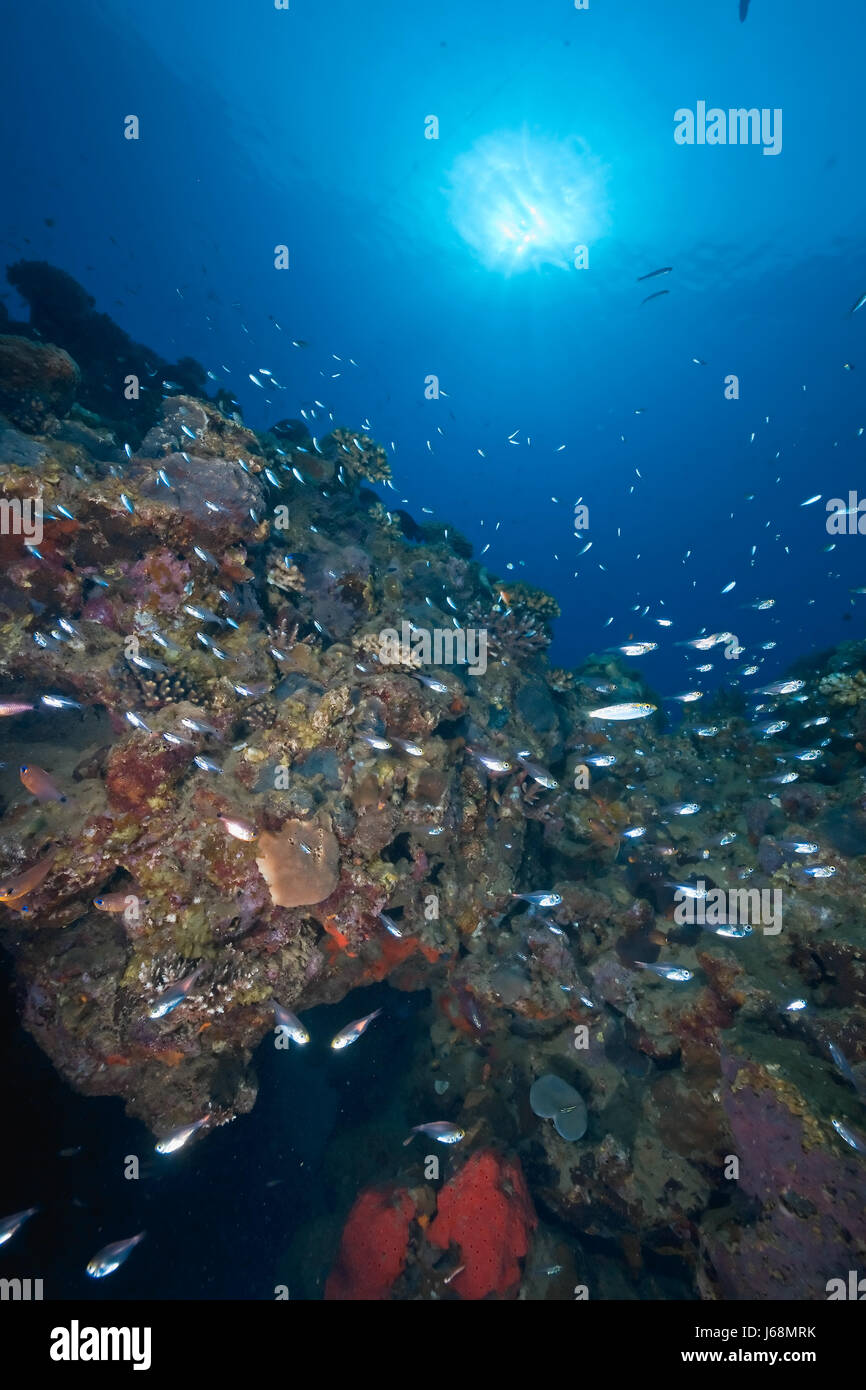 animal fish ray sunbeam rays blue animal fish sunlight freshness ...