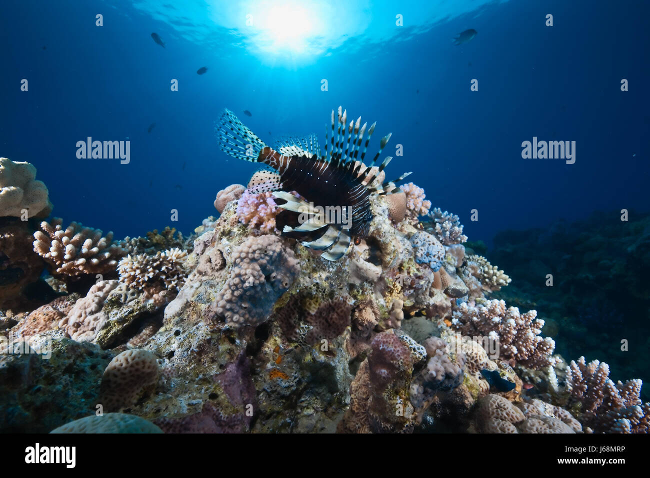 animal fish ray sunbeam rays blue animal fish sunlight freshness ...