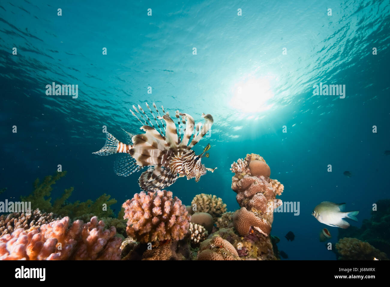 animal fish ray sunbeam rays blue animal fish sunlight freshness ...