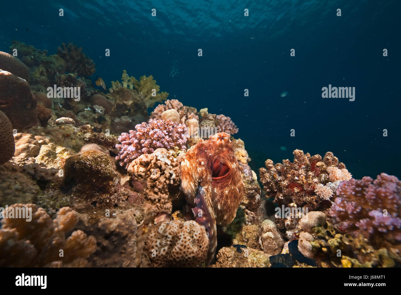 animal fish octopus navy marine salt water sea ocean water coral blue ...