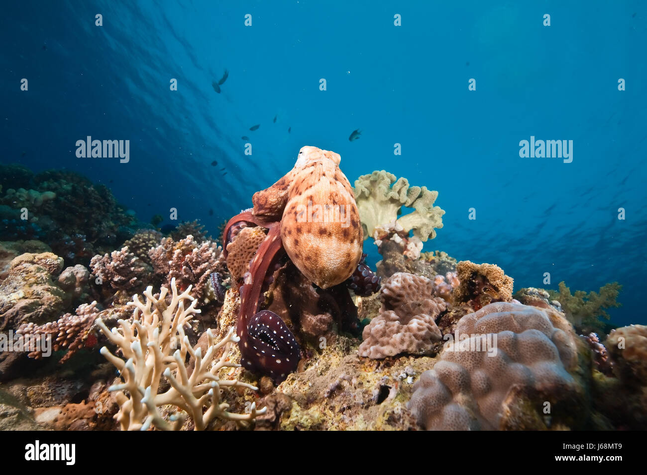 animal fish octopus navy marine salt water sea ocean water coral blue ...