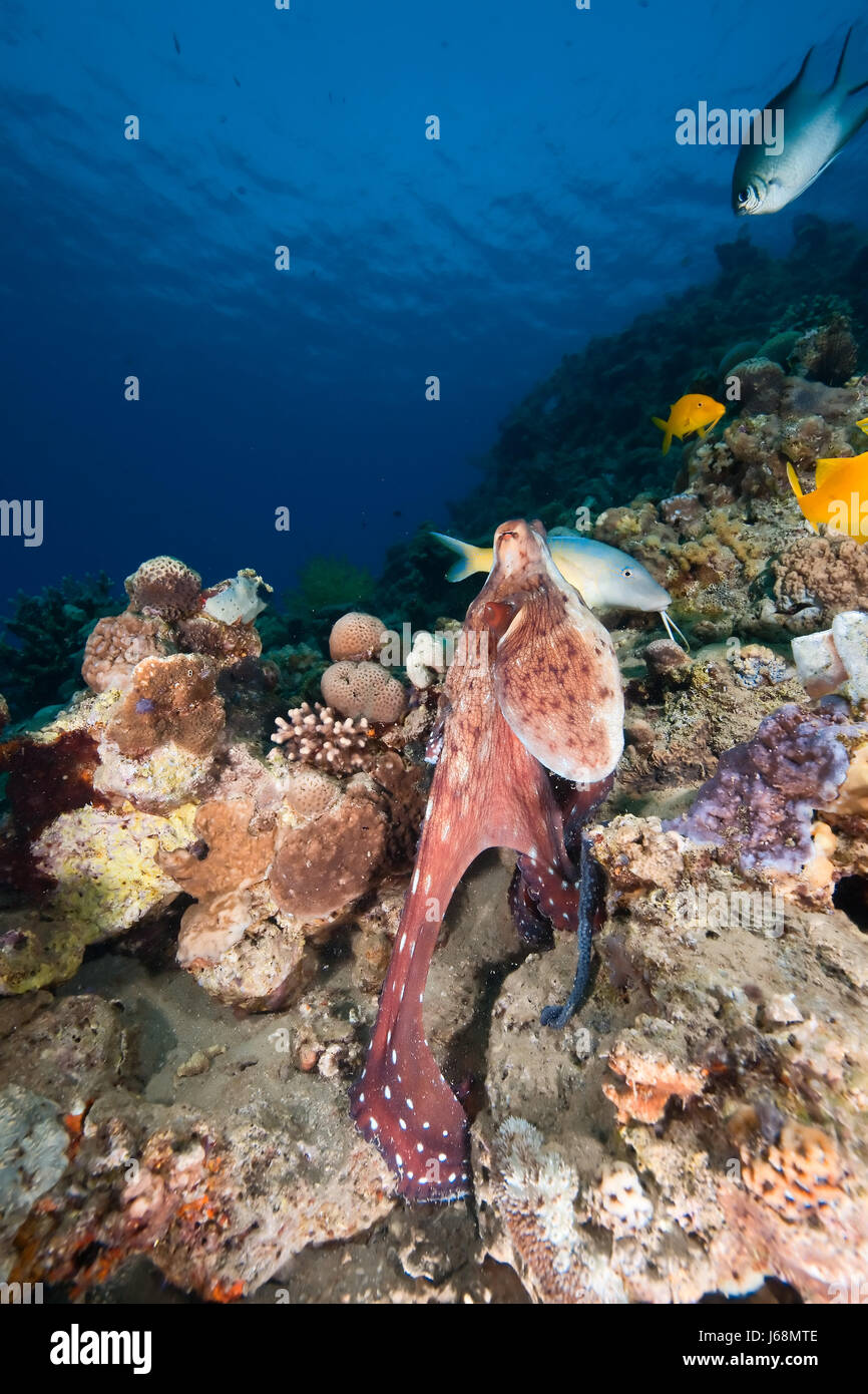 animal fish octopus navy marine salt water sea ocean water coral blue ...