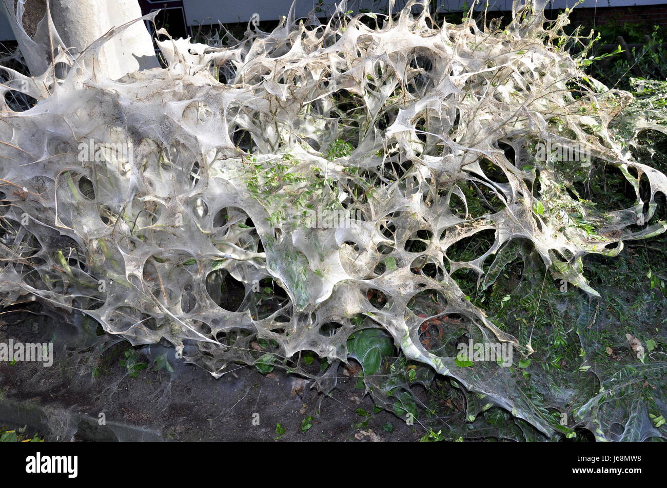 oak processionary moth Stock Photo - Alamy