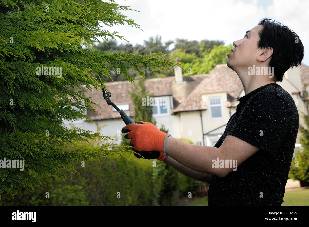Pruning Hedges High Resolution Stock Photography and Images - Alamy