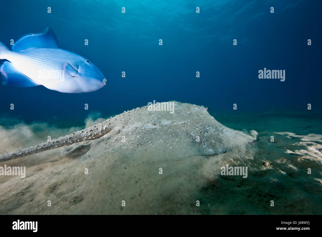 Animal fish ray porcupine hi-res stock photography and images - Alamy