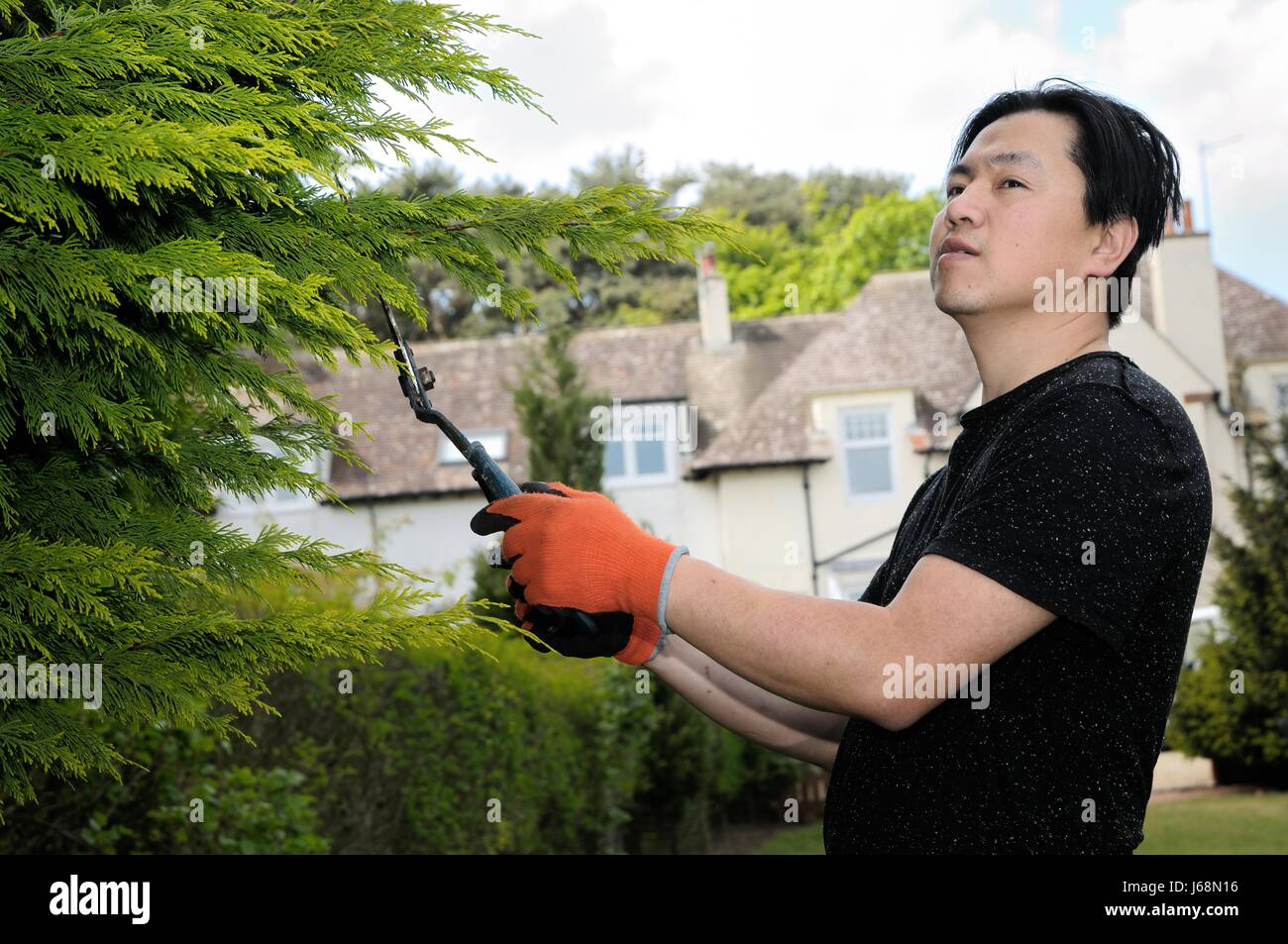 Male pruning trees Stock Photo - Alamy