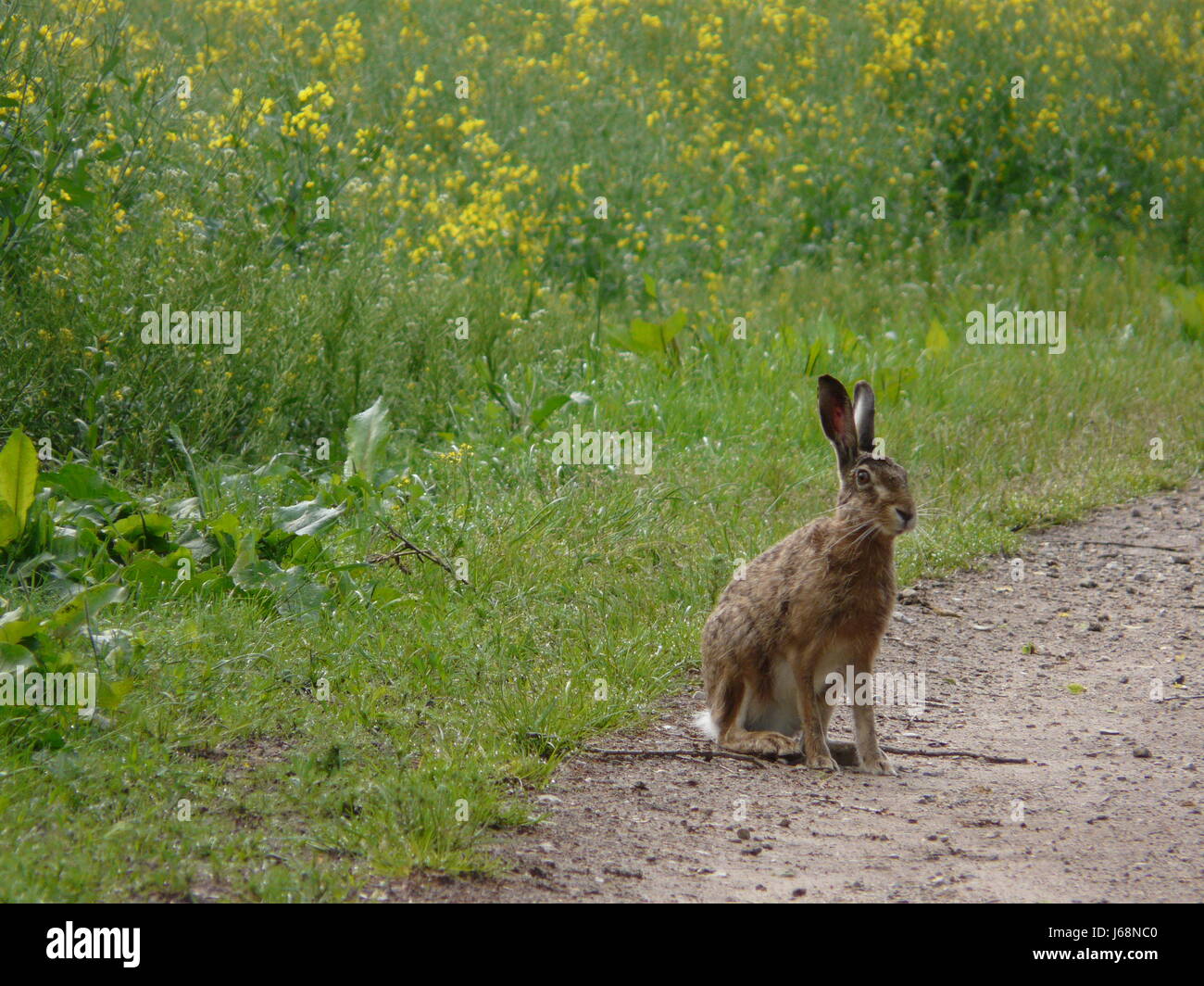 Milksop hi-res stock photography and images - Alamy