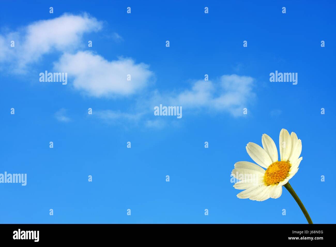 daisy against the blue sky Stock Photo - Alamy