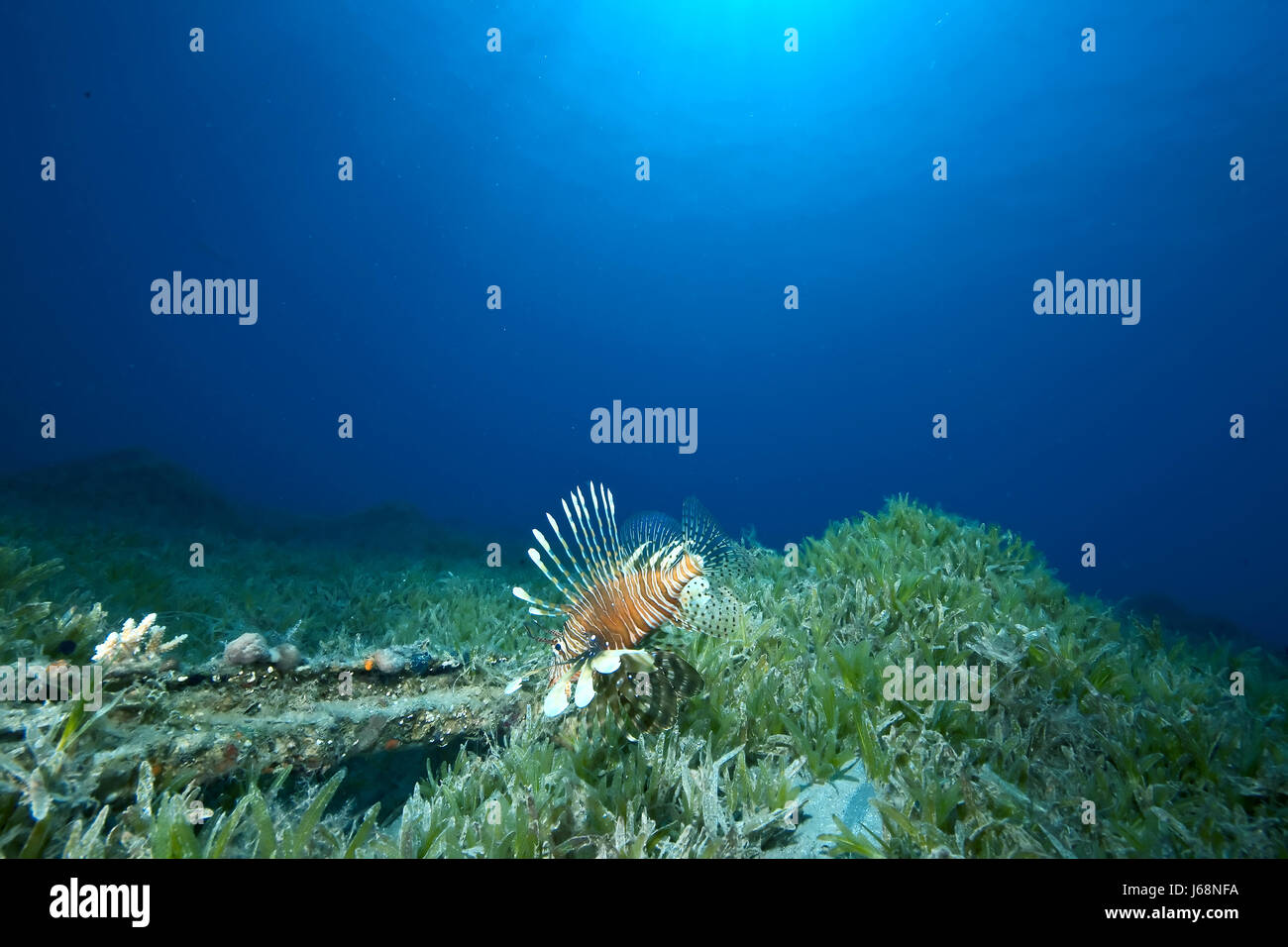 animal fish ray sunbeam rays blue animal fish sunlight freshness ...