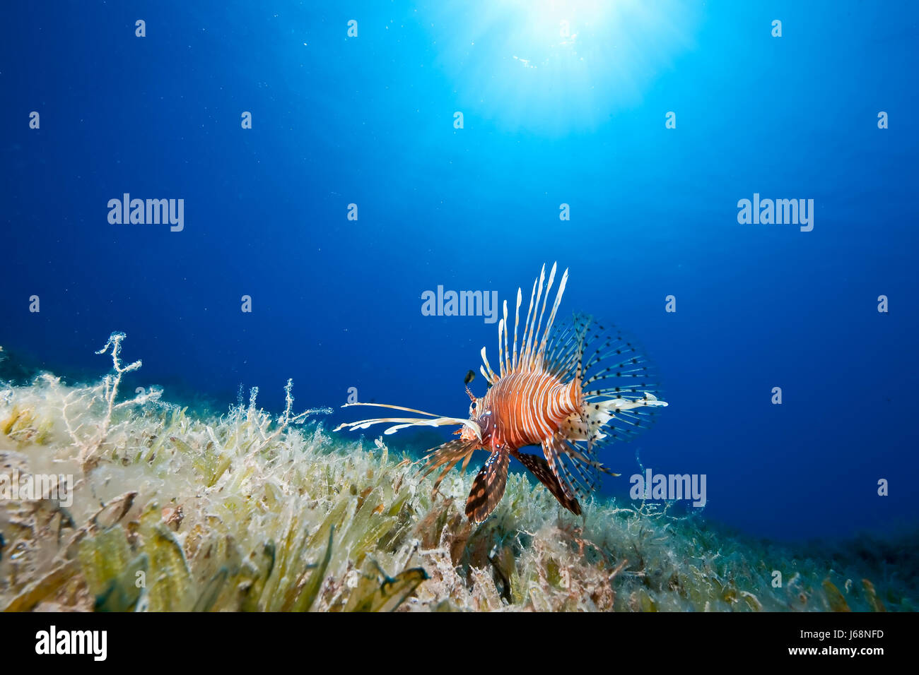 animal fish ray sunbeam rays blue animal fish sunlight freshness ...