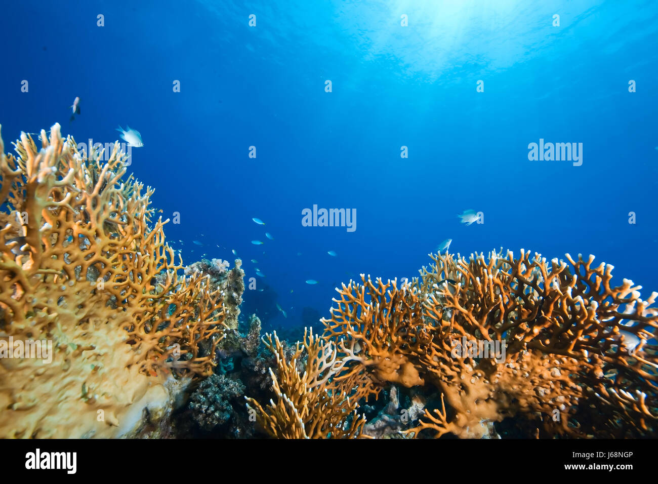 blue animal fish sunlight freshness underwater ray wet sunbeam sunshine ...