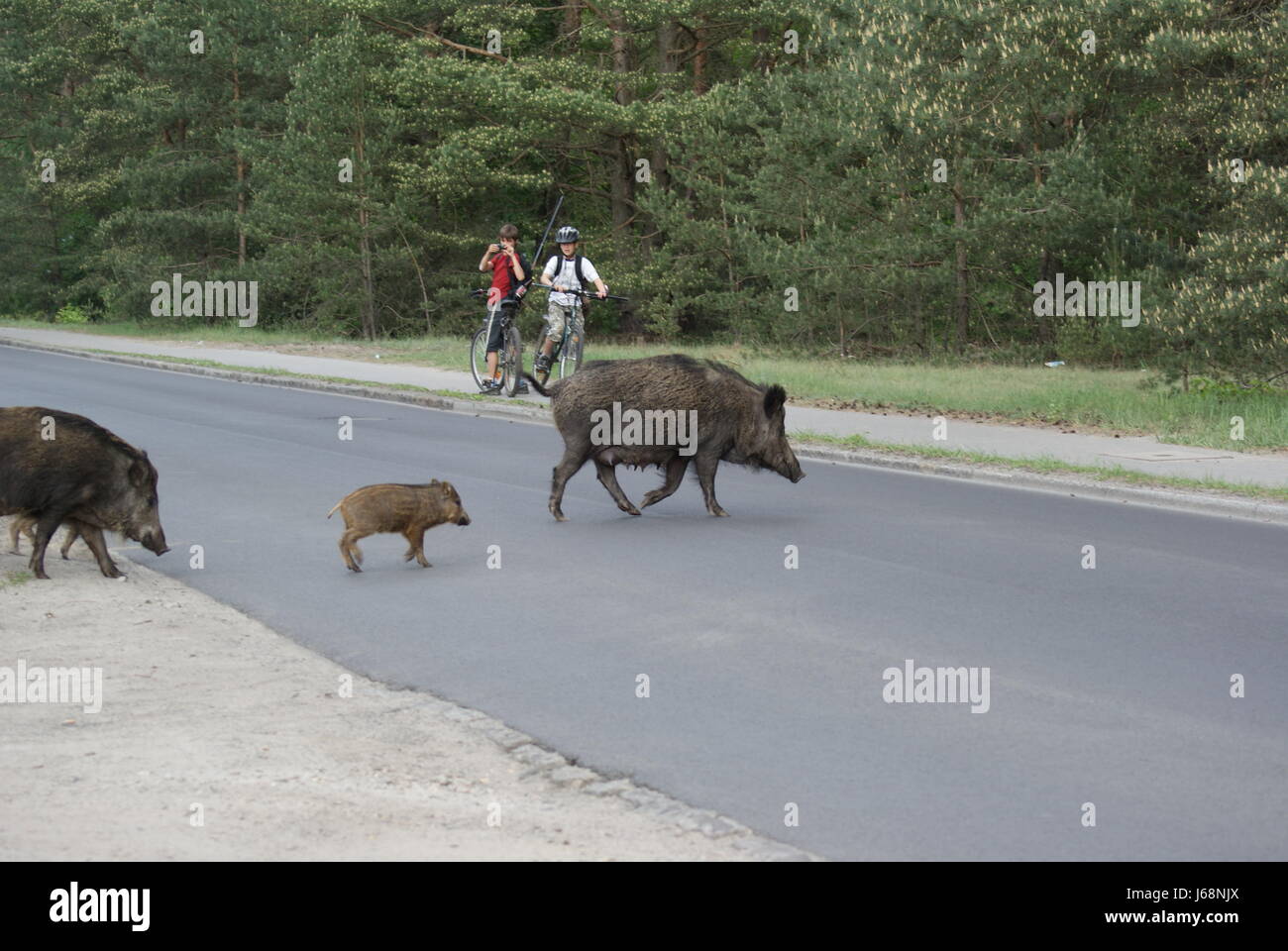 Wildwechsel hi-res stock photography and images - Alamy