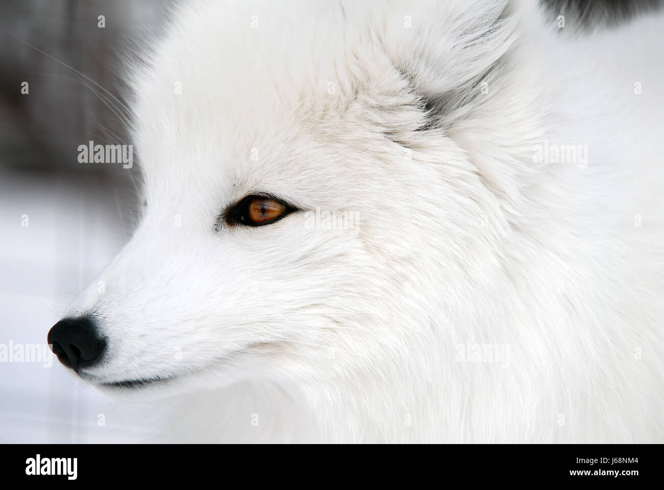Black and white fox hi-res stock photography and images - Alamy