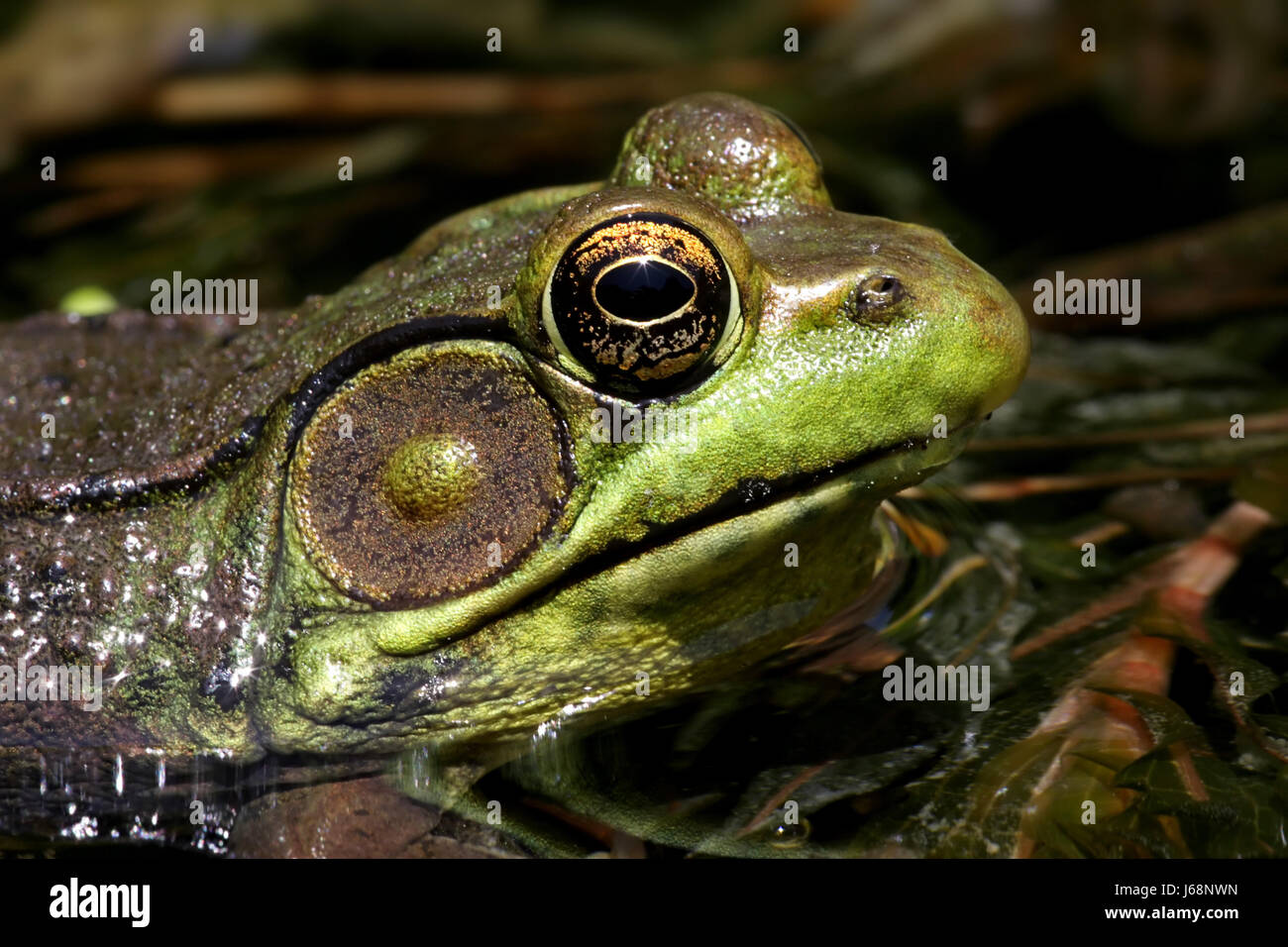 amphibian wild swamp frog wildlife nature green reptile amphibian wild ...