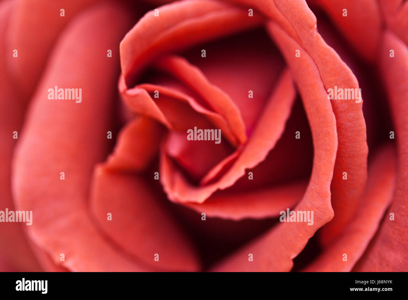 Rosenstrau hi-res stock photography and images - Alamy