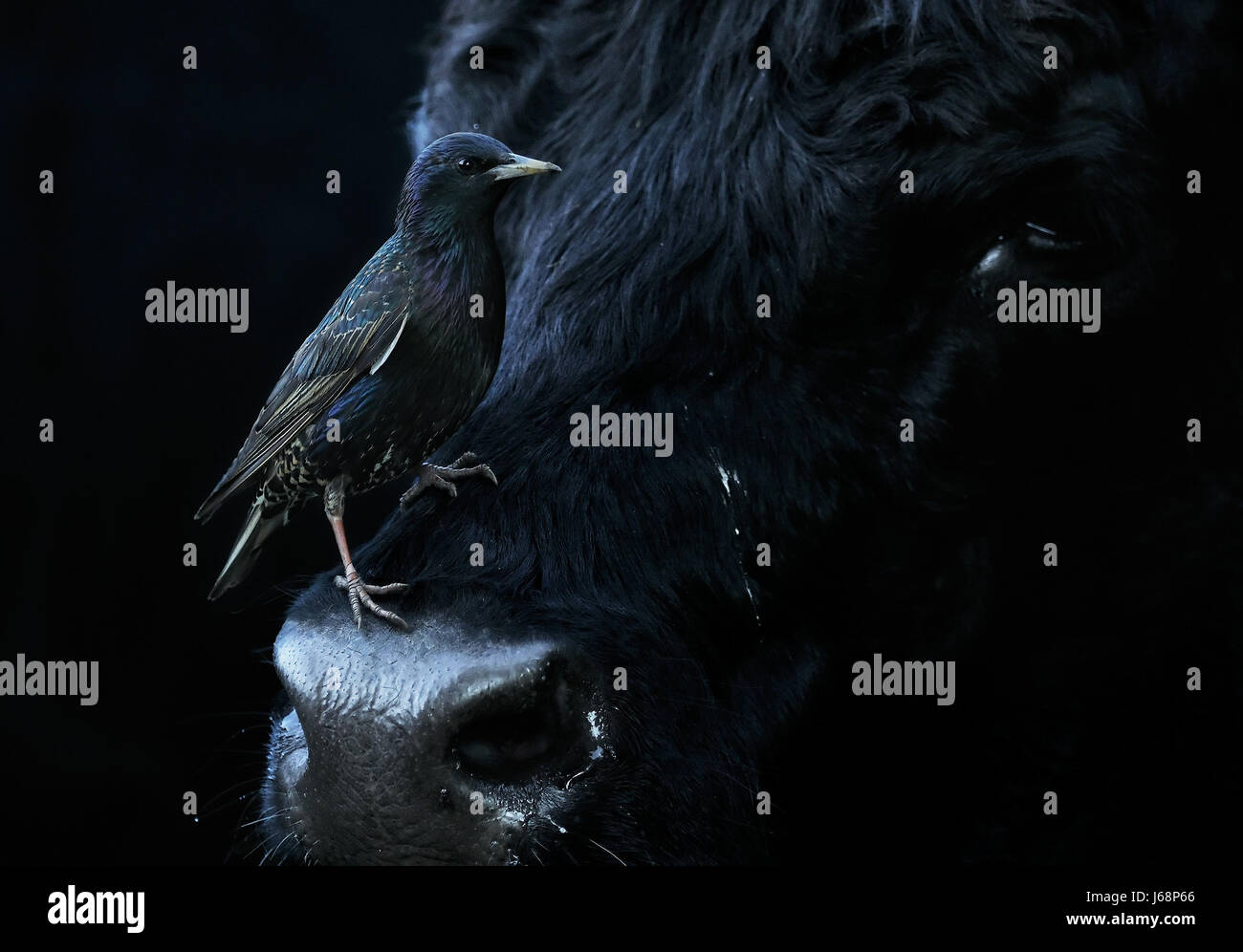 Fly plague hi-res stock photography and images - Alamy