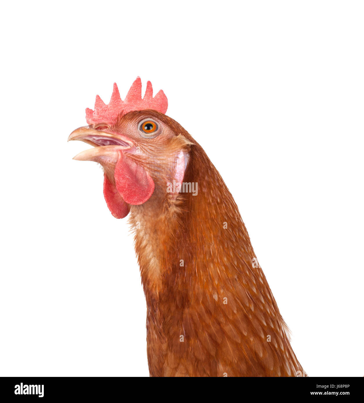 head of chicken hen shock and funny surprising isolated white ...