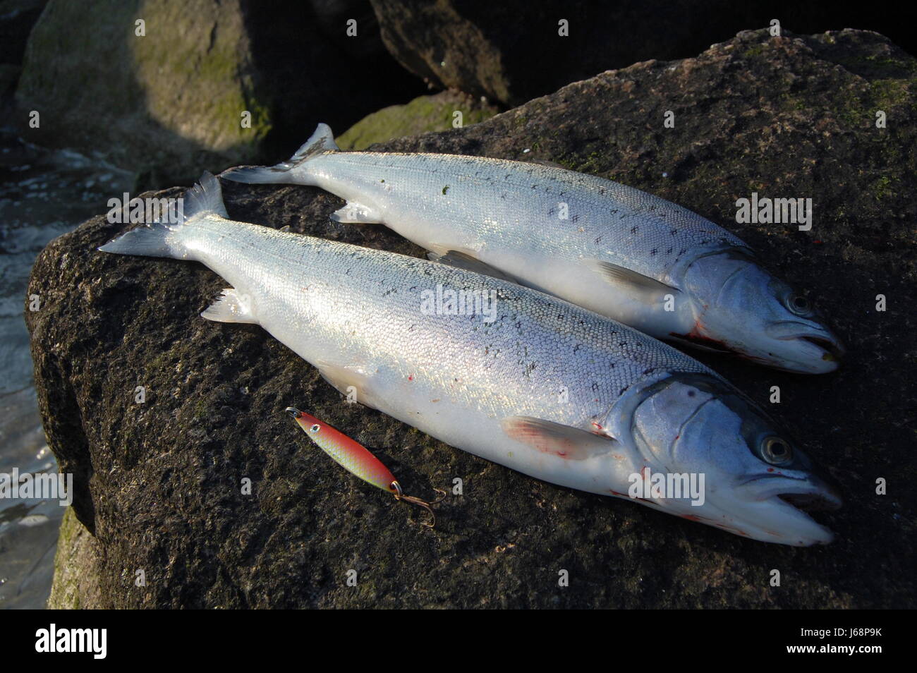 Seatrout fishing hi-res stock photography and images - Alamy