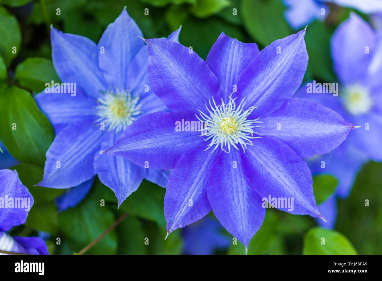 Blue clematis hi-res stock photography and images - Alamy