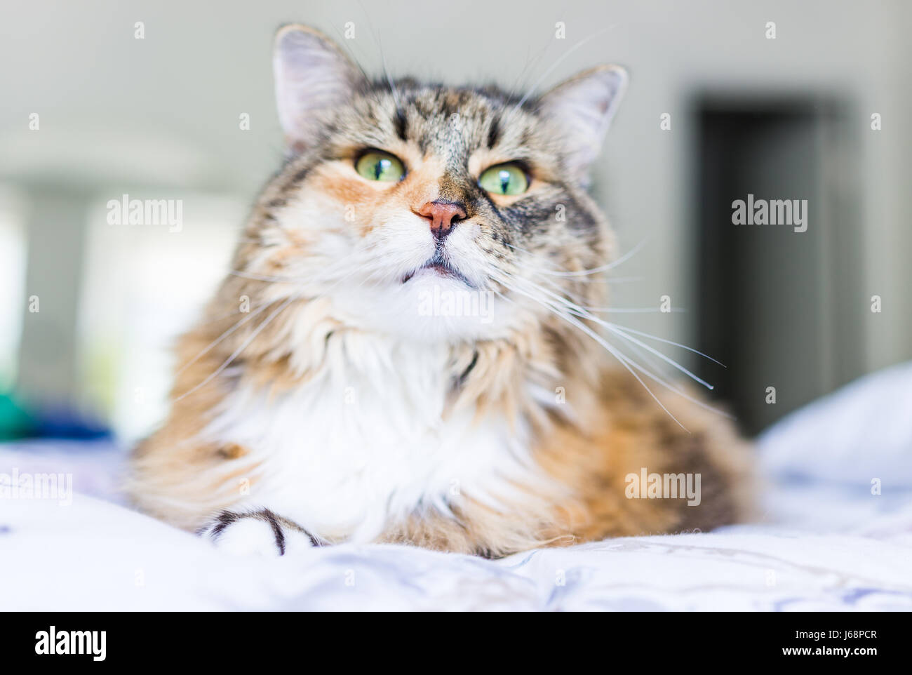 Closeup of angry maine coon cat looking down Stock Photo - Alamy
