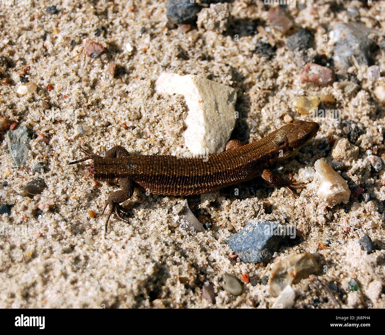 Tailless Lizard High Resolution Stock Photography and Images - Alamy