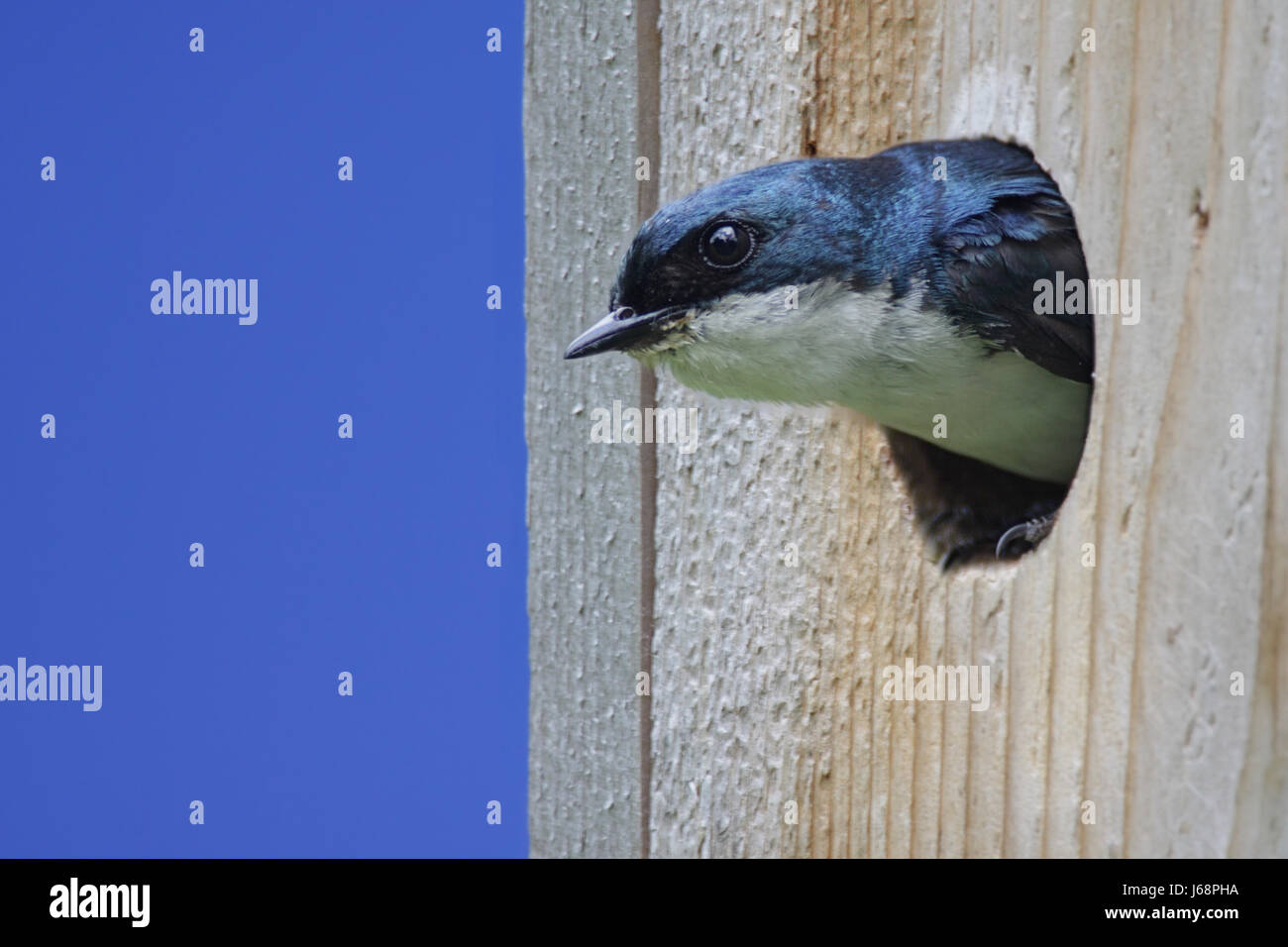 tree bird wild hole swallow nature blue bird wood fauna wild animals ...