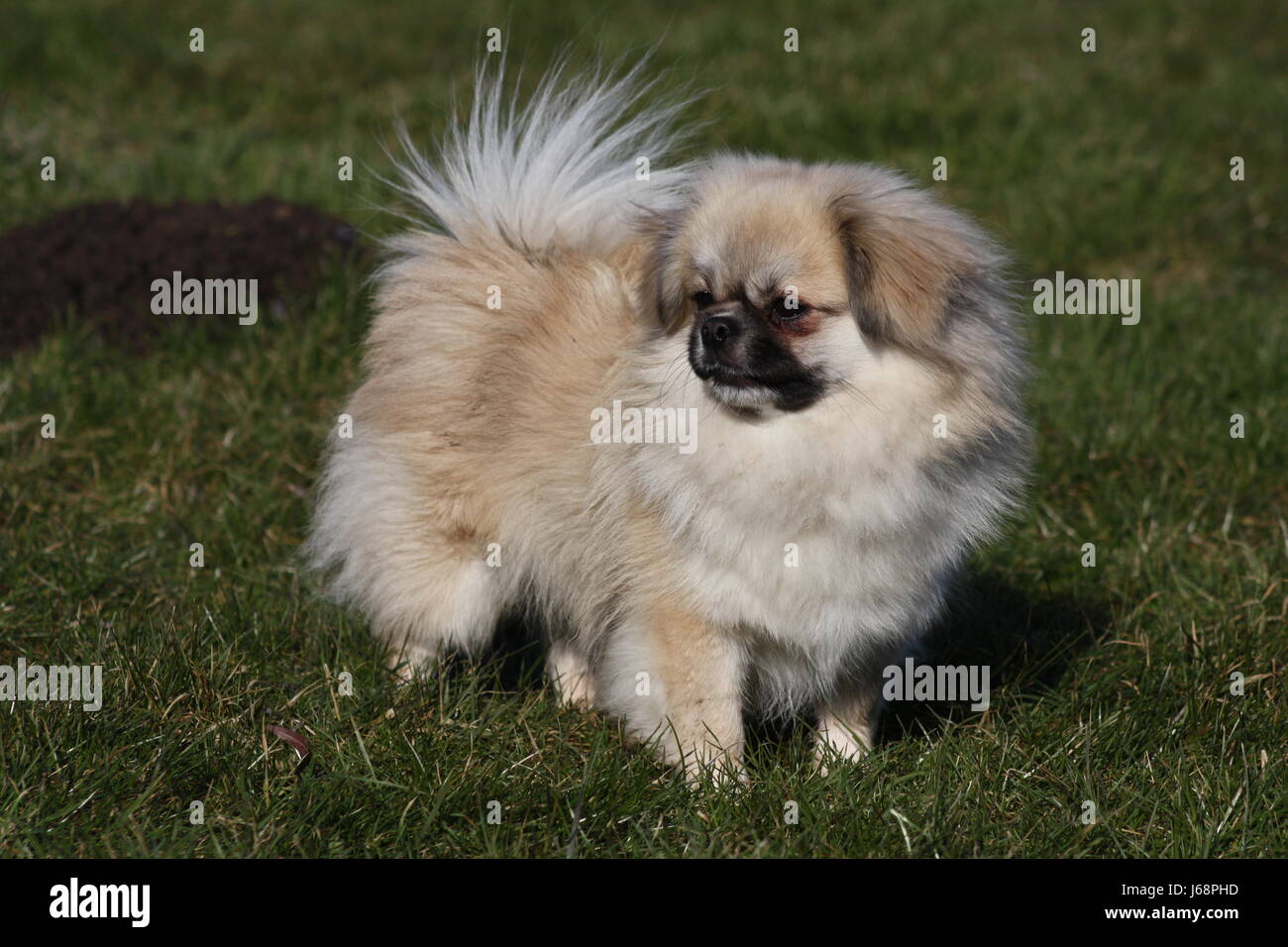Tibet spaniel hi-res stock photography and images - Alamy