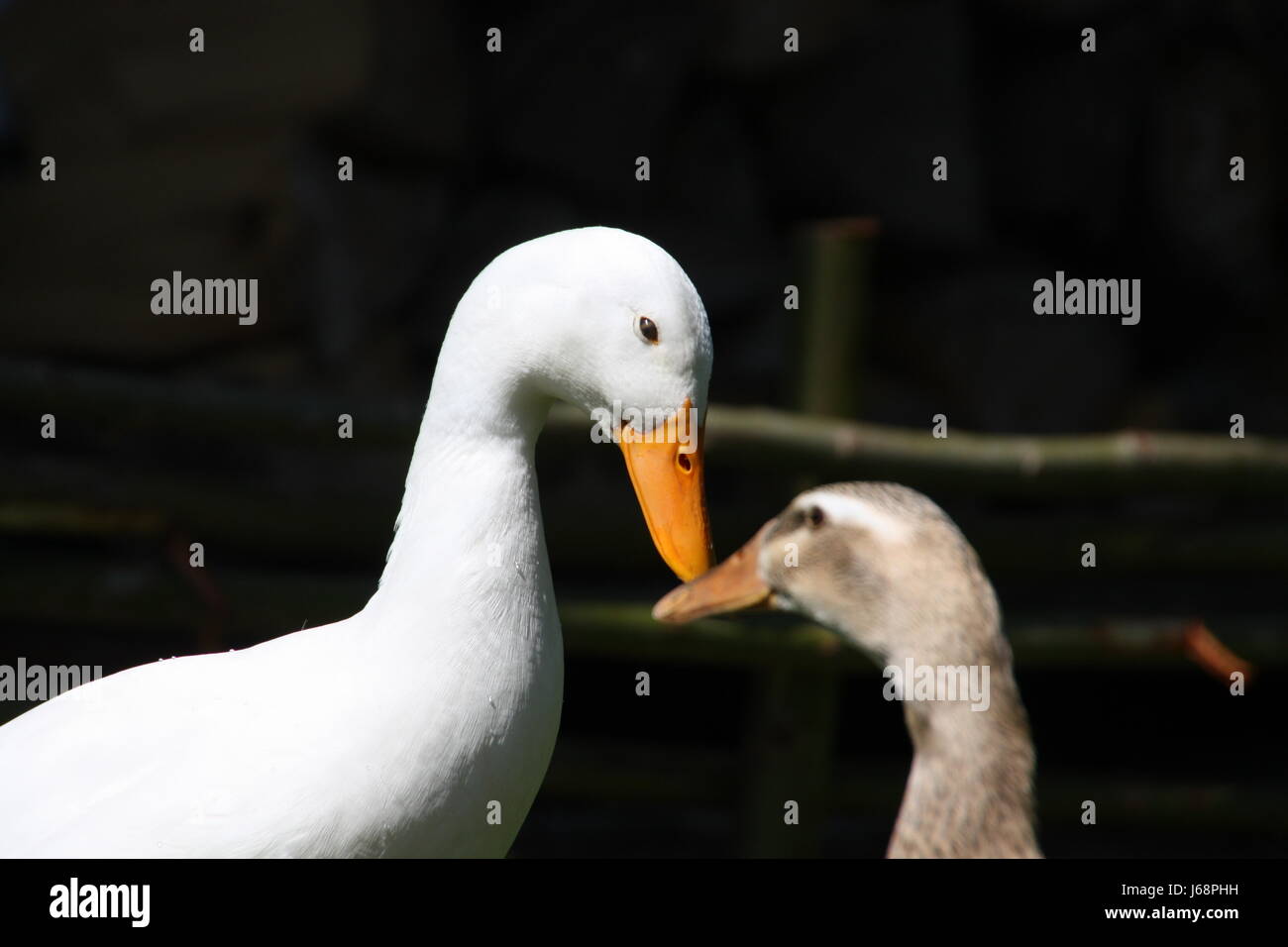 Two duck couples hi-res stock photography and images - Alamy