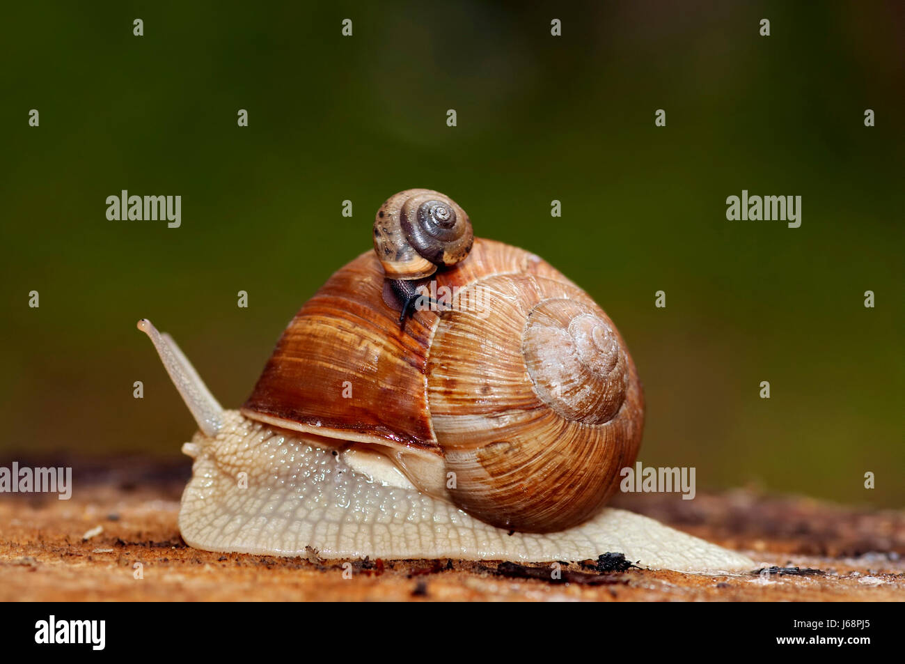 traffic transportation taxi snail hurry assistance help support aid ...