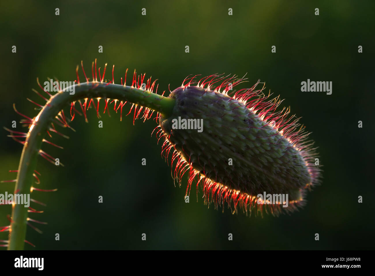 against the light Stock Photo - Alamy