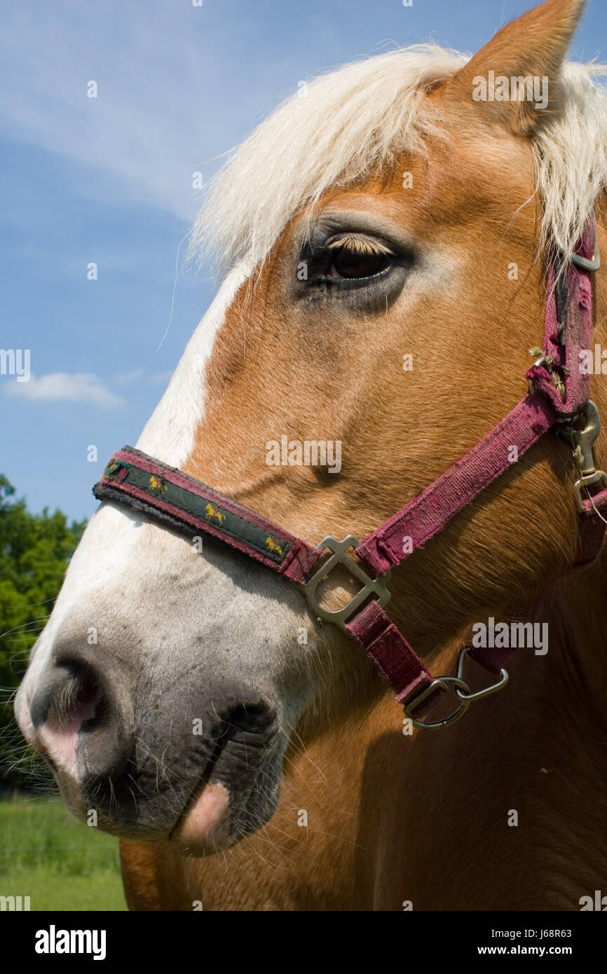 a horse's head Stock Photo - Alamy