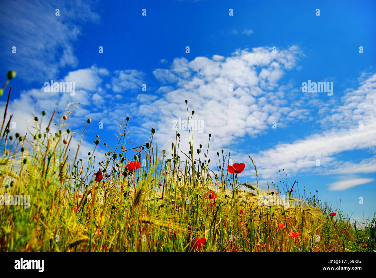 June caprice hi-res stock photography and images - Alamy