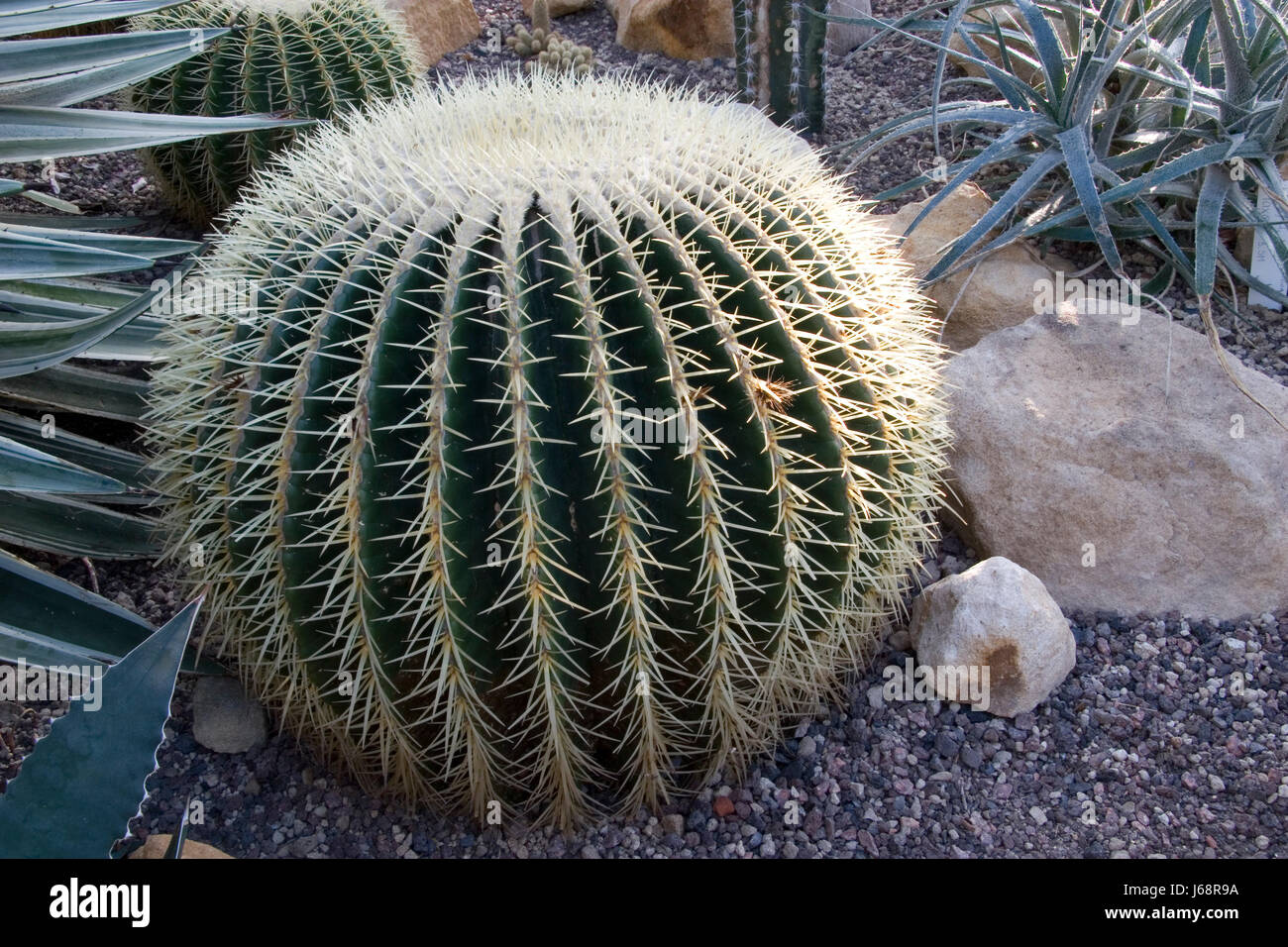 Mammillaria magnimamma hi-res stock photography and images - Alamy