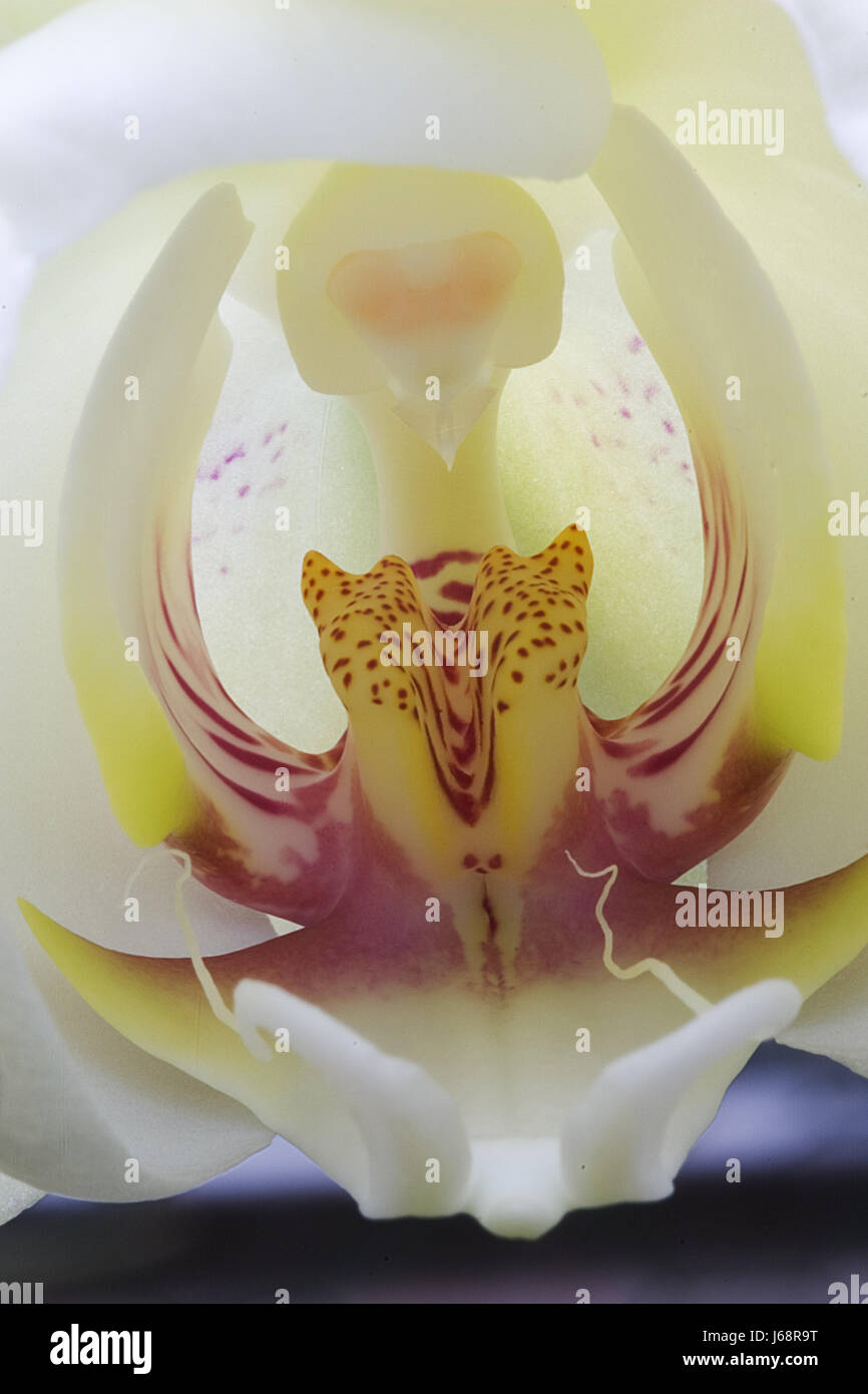 Orchids flower structure hi-res stock photography and images - Alamy