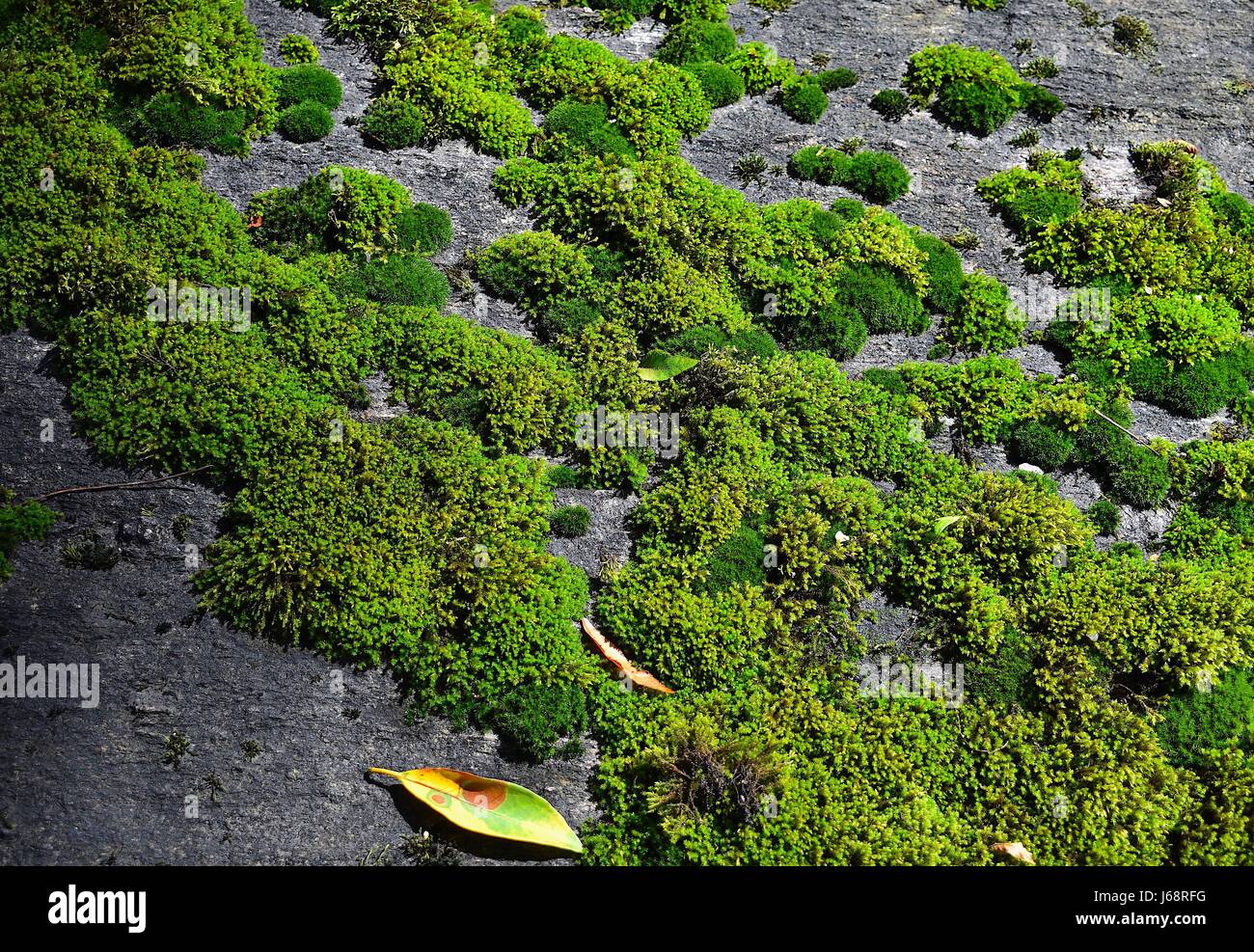 Verdant Lichen And Moss High Resolution Stock Photography and Images ...