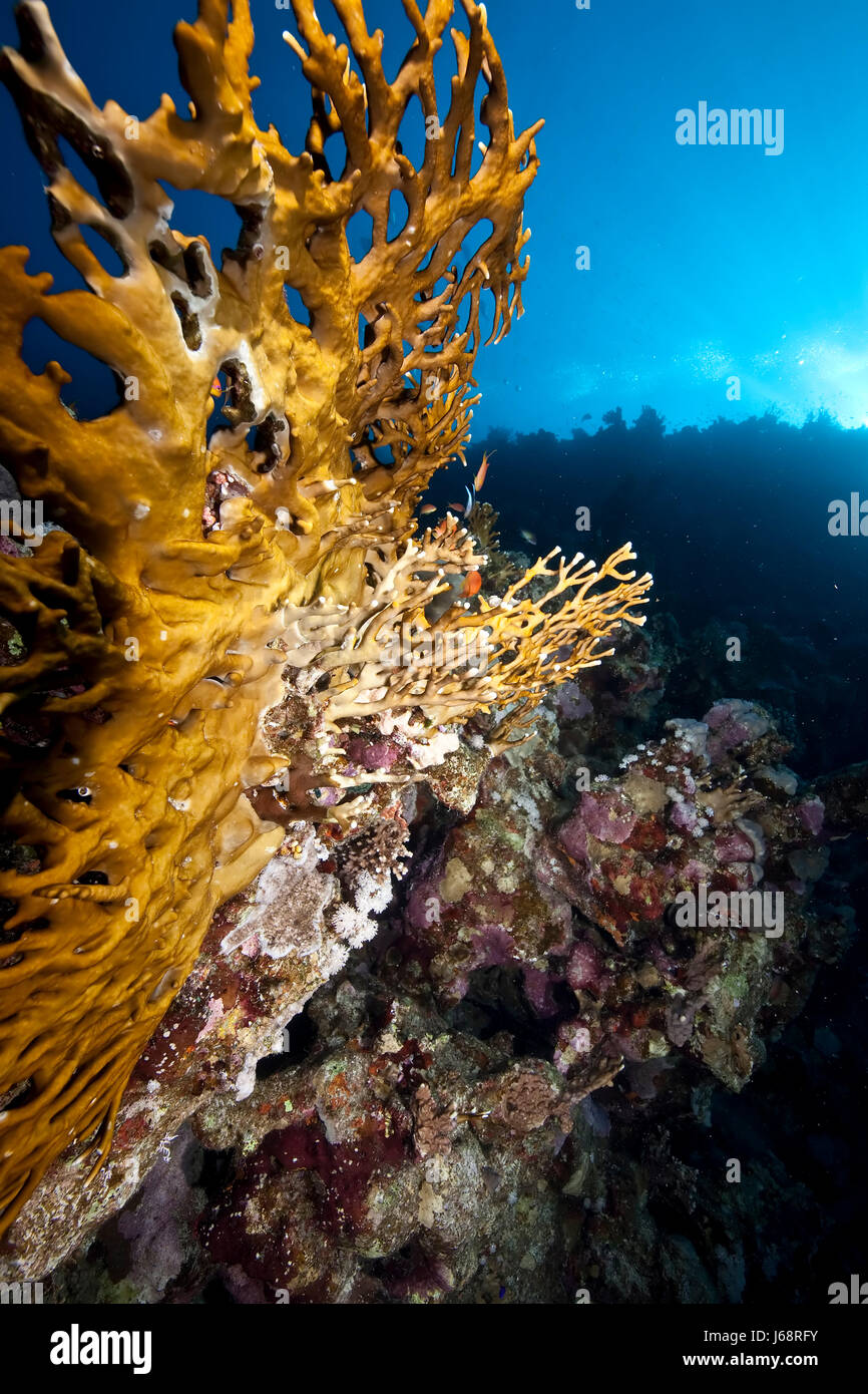 blue animal fish underwater exotic wet tropical navy marine diving ...