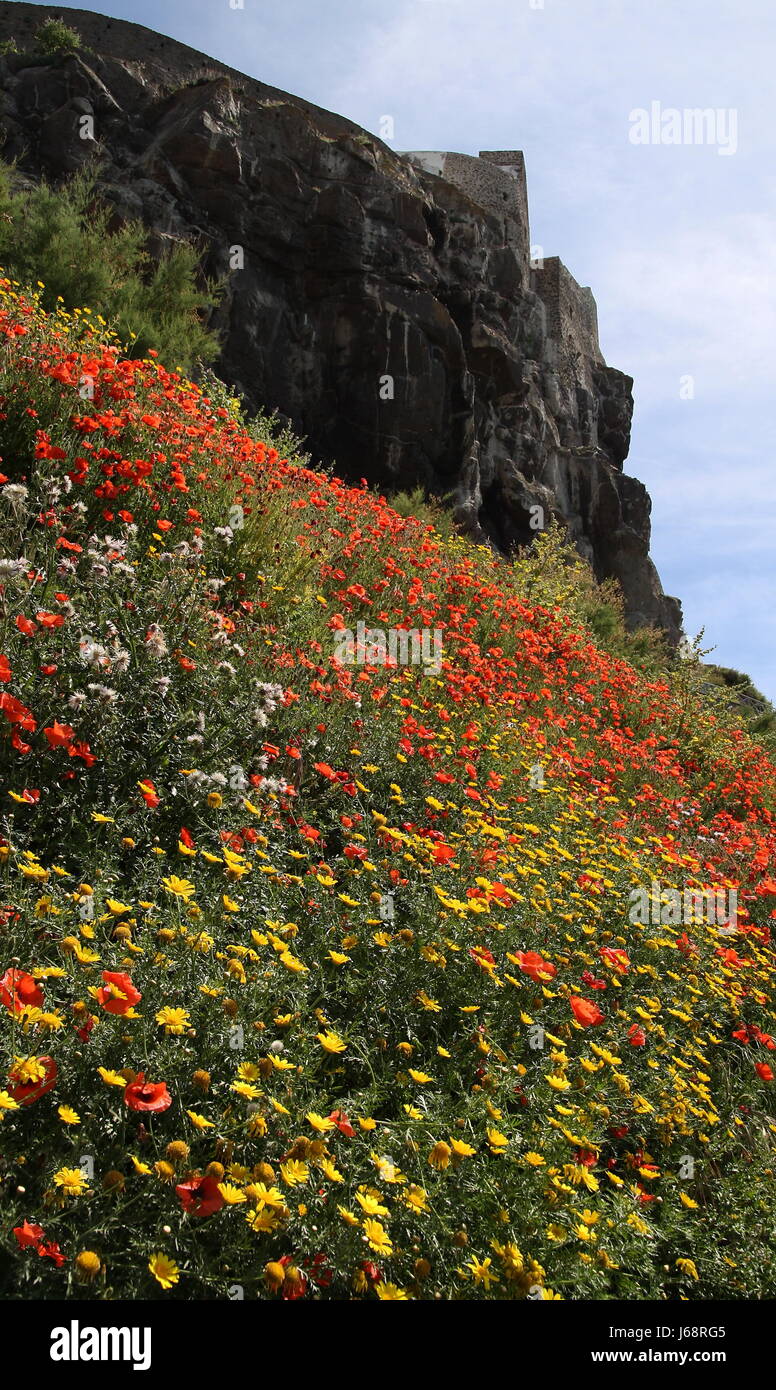 Poppy flower sardinia italy hi-res stock photography and images - Alamy