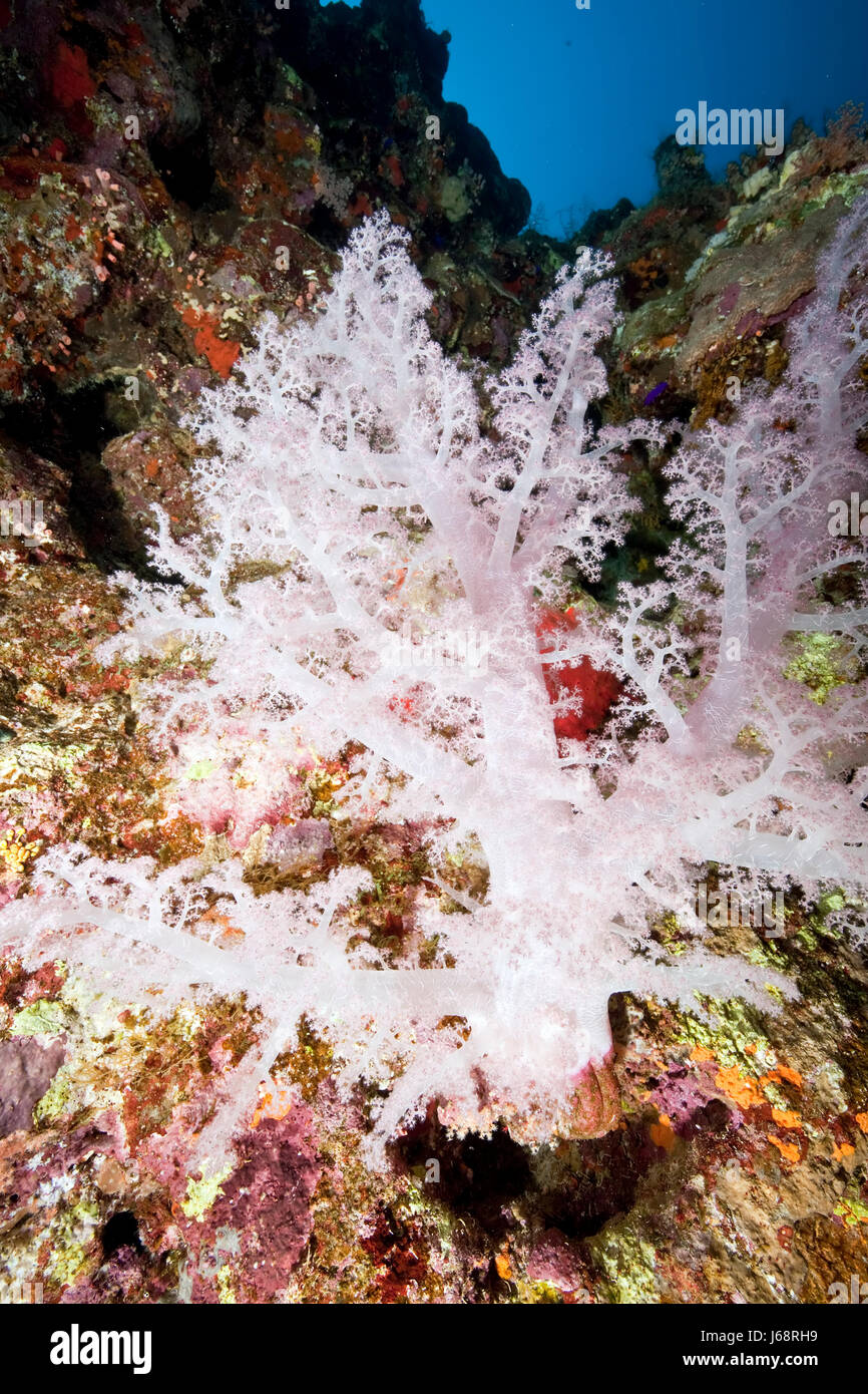 blue underwater wet tropical navy marine diving aquatic salt water sea ...