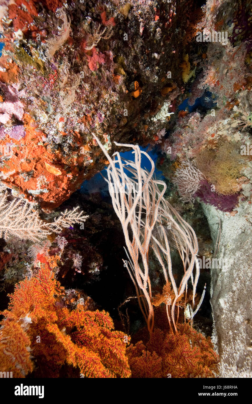 blue underwater wet tropical navy marine diving aquatic salt water sea ...