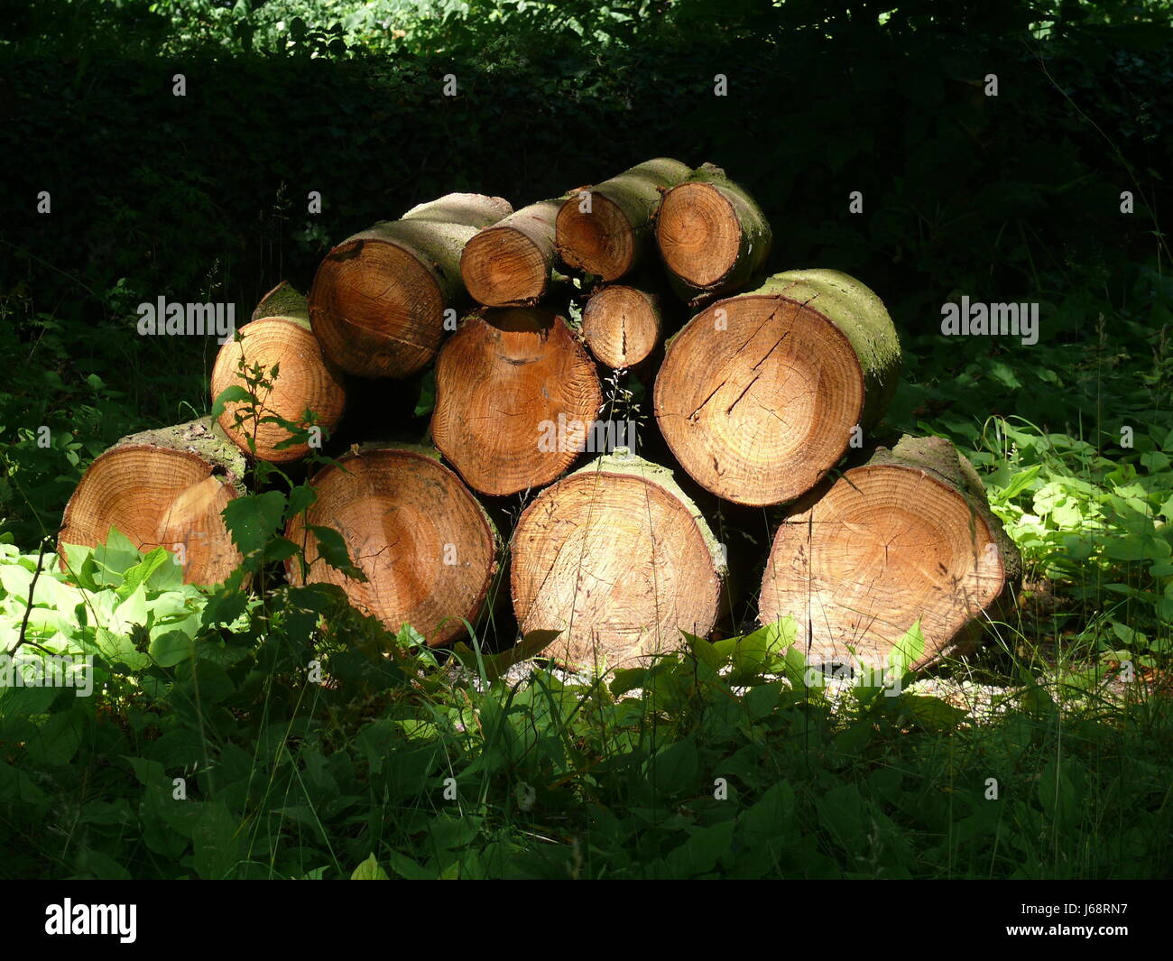 clearing in the woods Stock Photo - Alamy