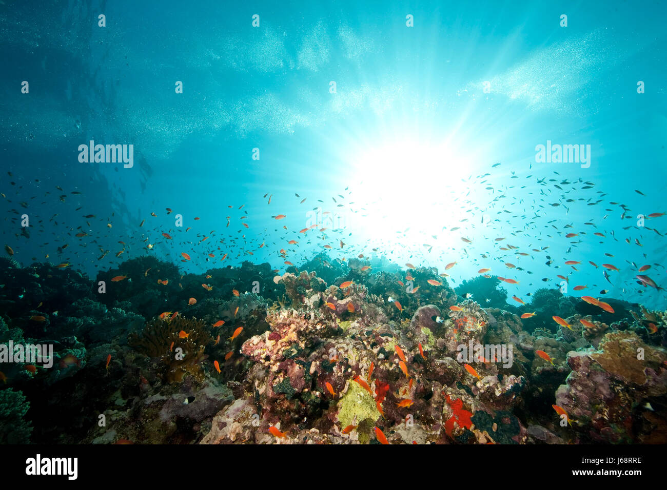 blue animal fish sunlight underwater ray wet sunbeam sunshine tropical ...